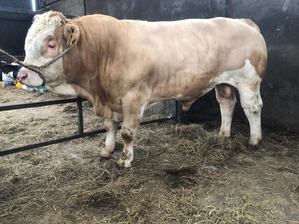 CATTLE – Livestock Northern Ireland